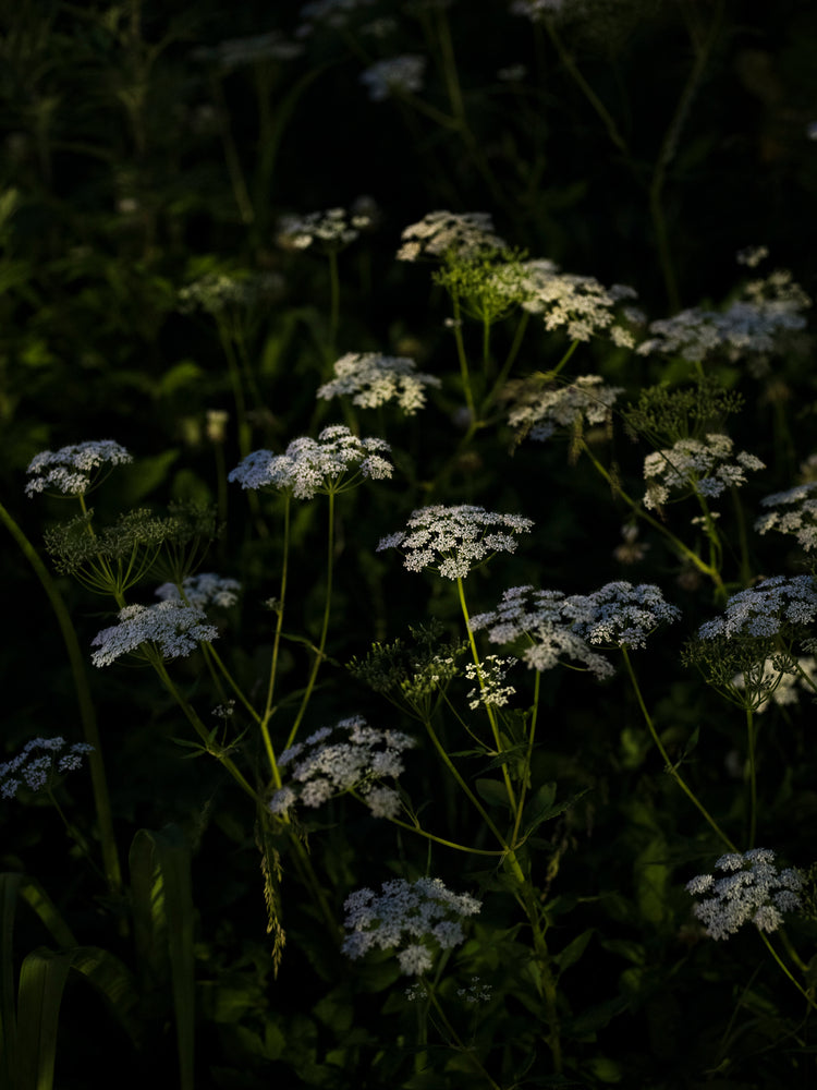 Midnight in the Garden #184 | Anna Beeke | Buy Original Art Online ...