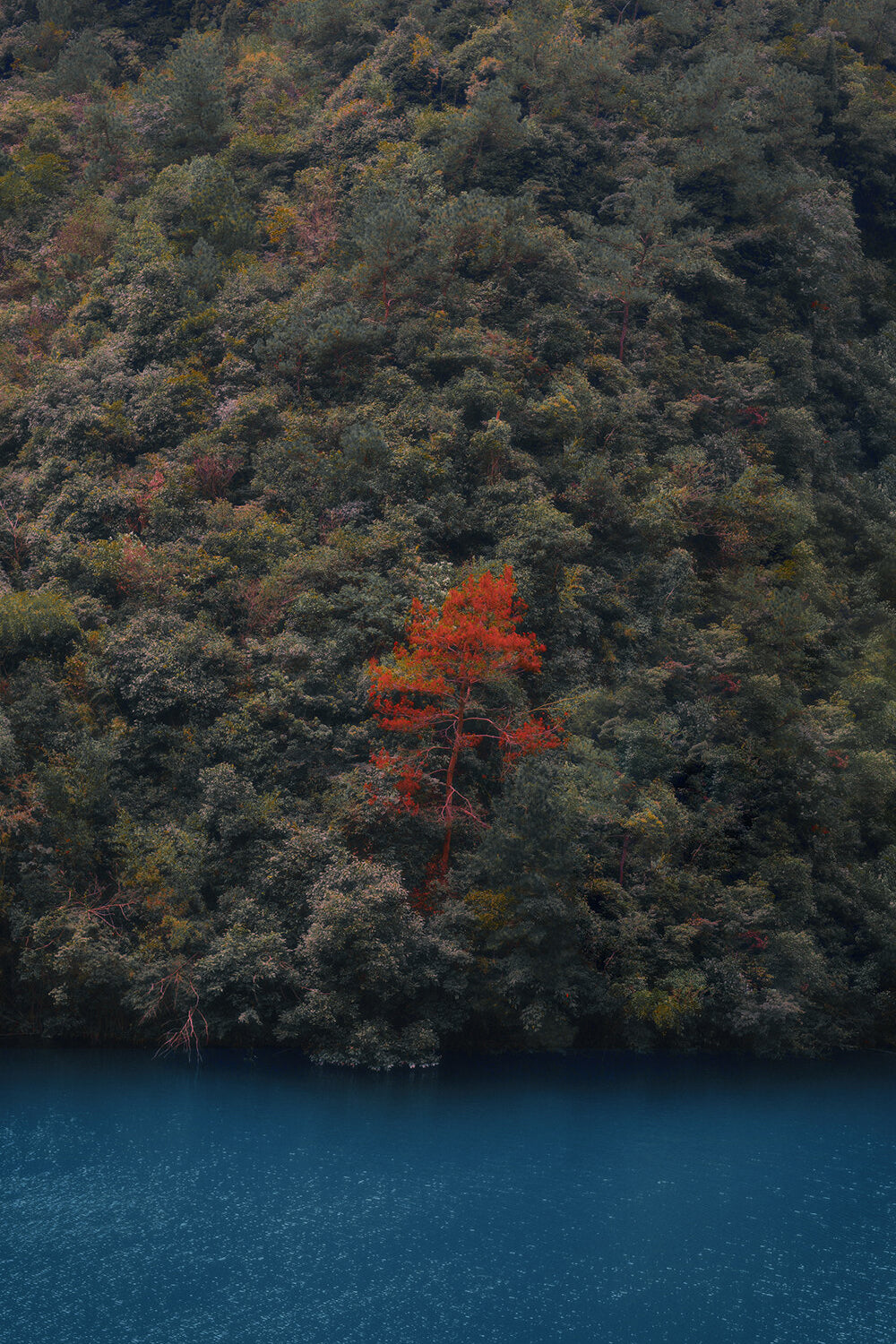 Red Tree | Jordan Sullivan | Buy Original Art Online | Uprise Art